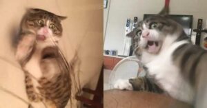 Meet Ah Fei, the Dramatic Cat Who Deserves an Oscar for His Hilarious ...