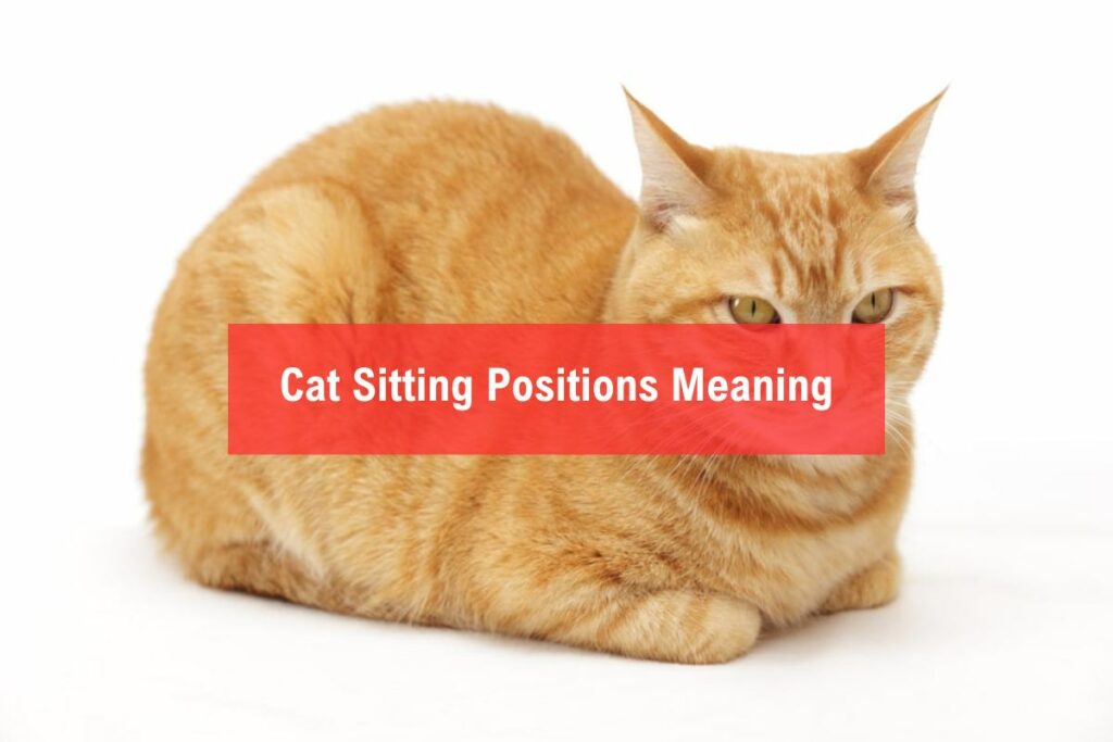 Decoding the Mysteries of Cat Sitting Positions Meaning