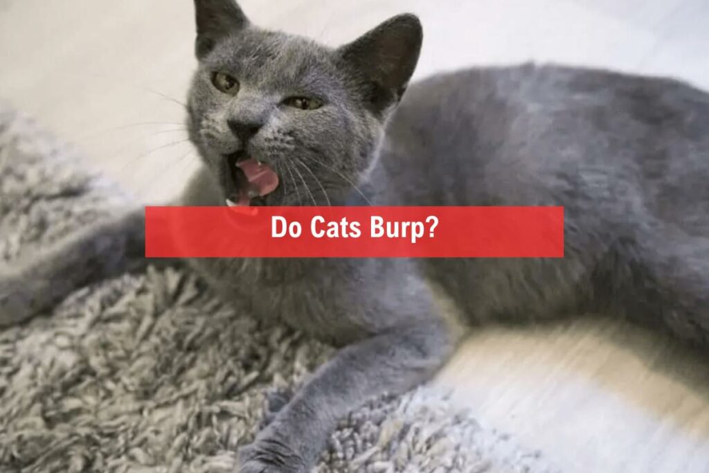 Do Cats Burp? All You Need to Know About Feline Digestion