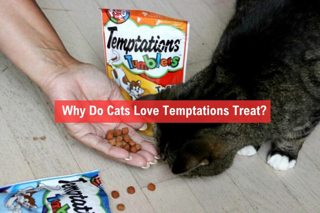 Why Do Cats Love Temptations Treat So Much: A Comprehensive Guide