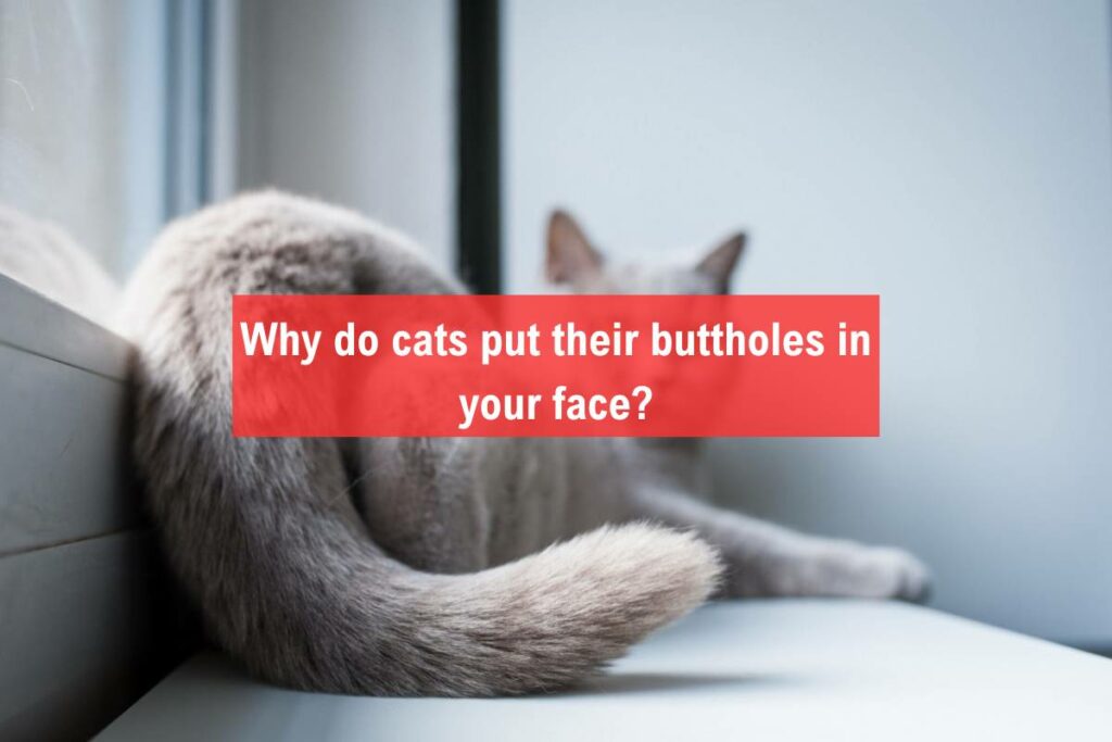 Why Do Cats Put Their Butt in Your Face? A Complete Guide