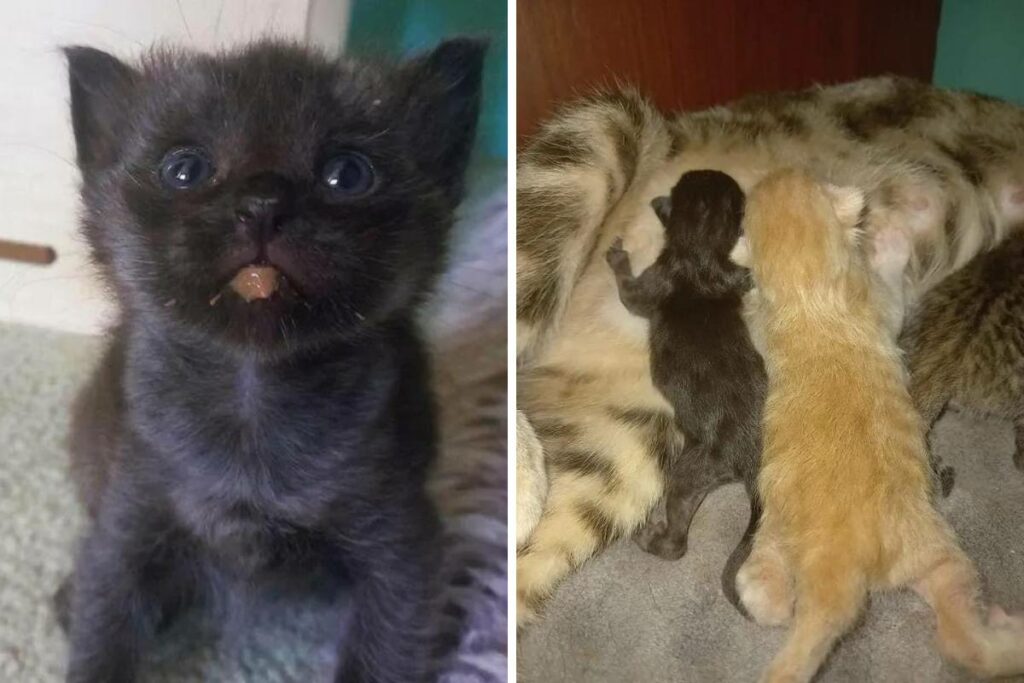 An Orphaned Kitten Arrives, Craving Warmth, and Discovers a Willing Cat ...